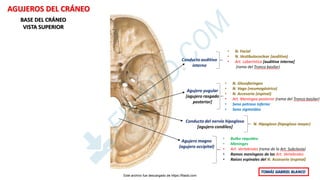 Agujeros del craneo practica facultad de odontologia | PDF