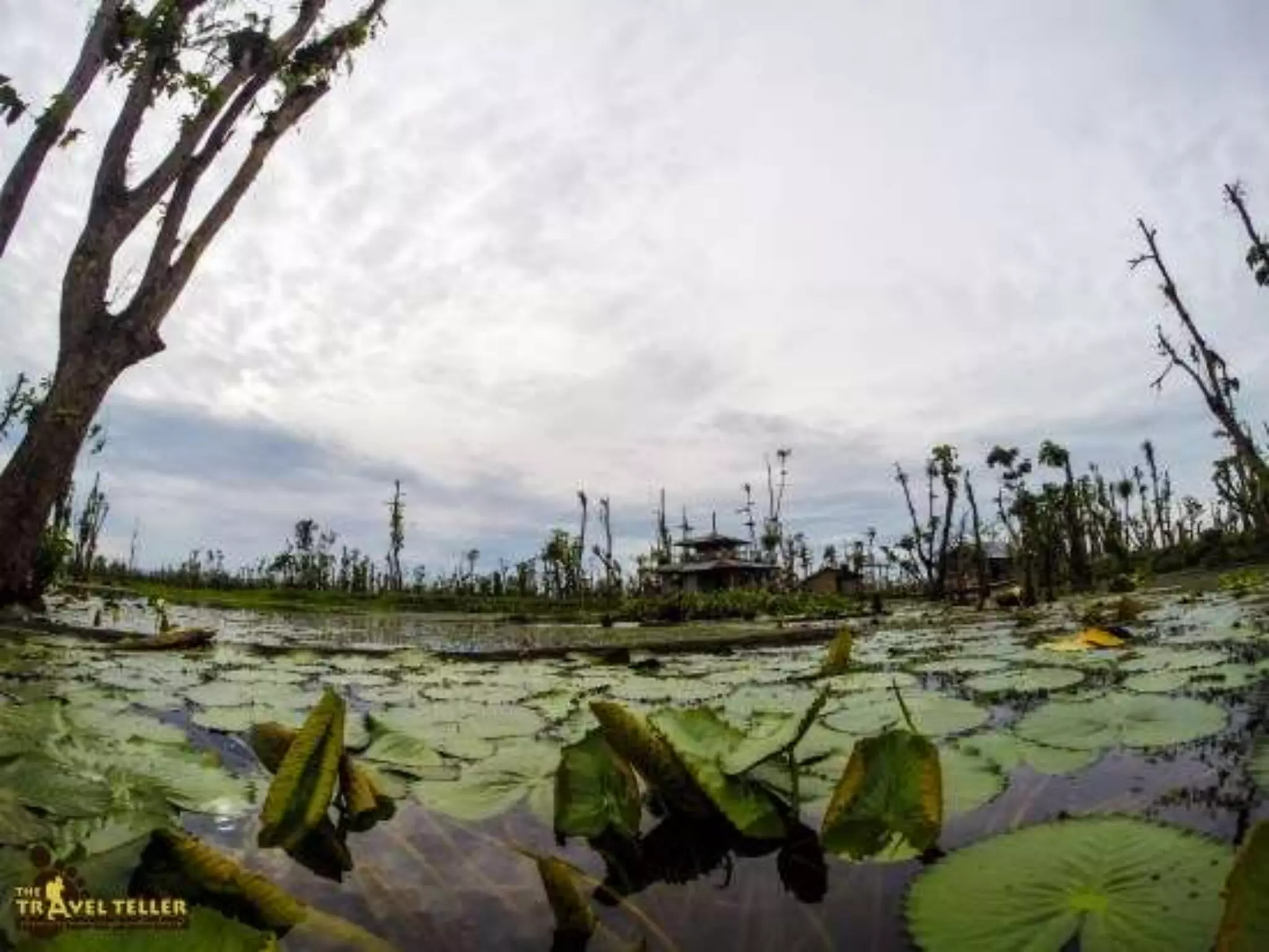 Agusan Marsh Biome Presentation | PPTX