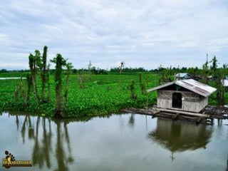 Agusan Marsh Biome Presentation | PPTX