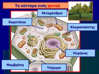 Το κύτταρο | PDF