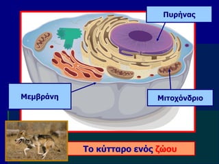 Το κύτταρο | PDF