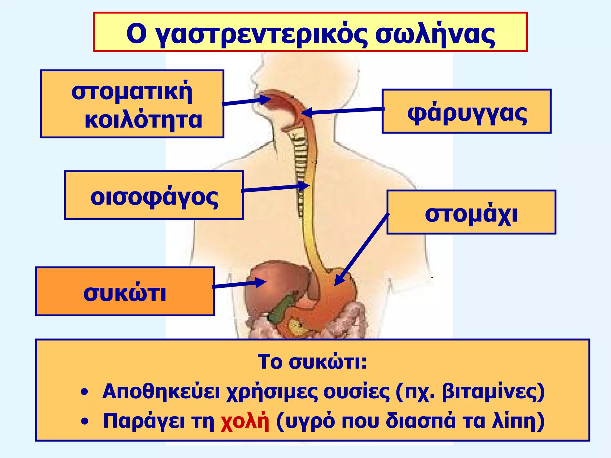Το πεπτικό σύστημα | PDF