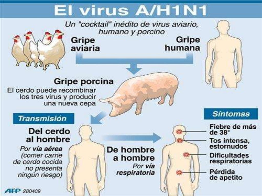 Ah1n1. presentacion sobre el virus AH1N1