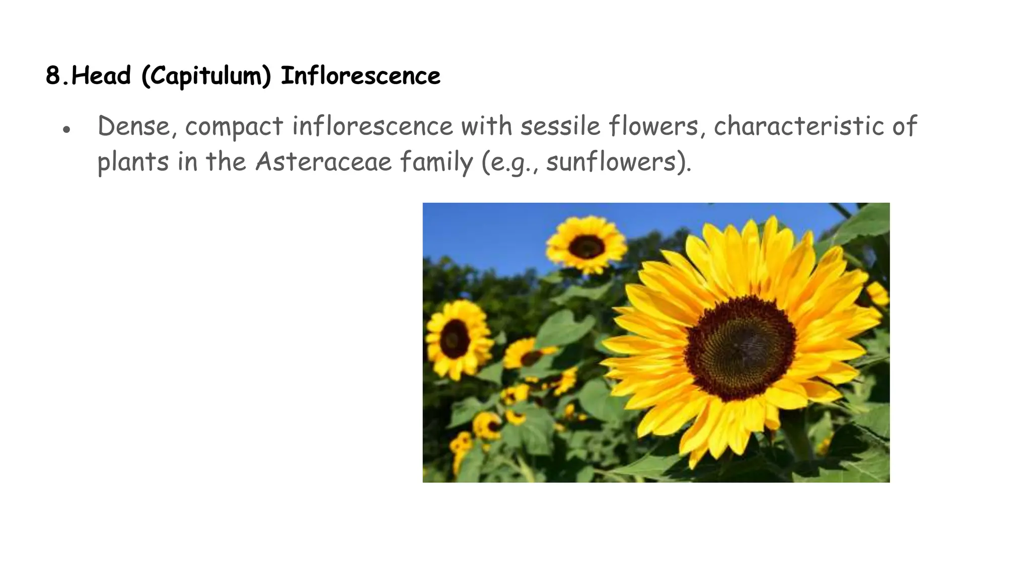 Different types of inflorescence in angiosperms | PPTX