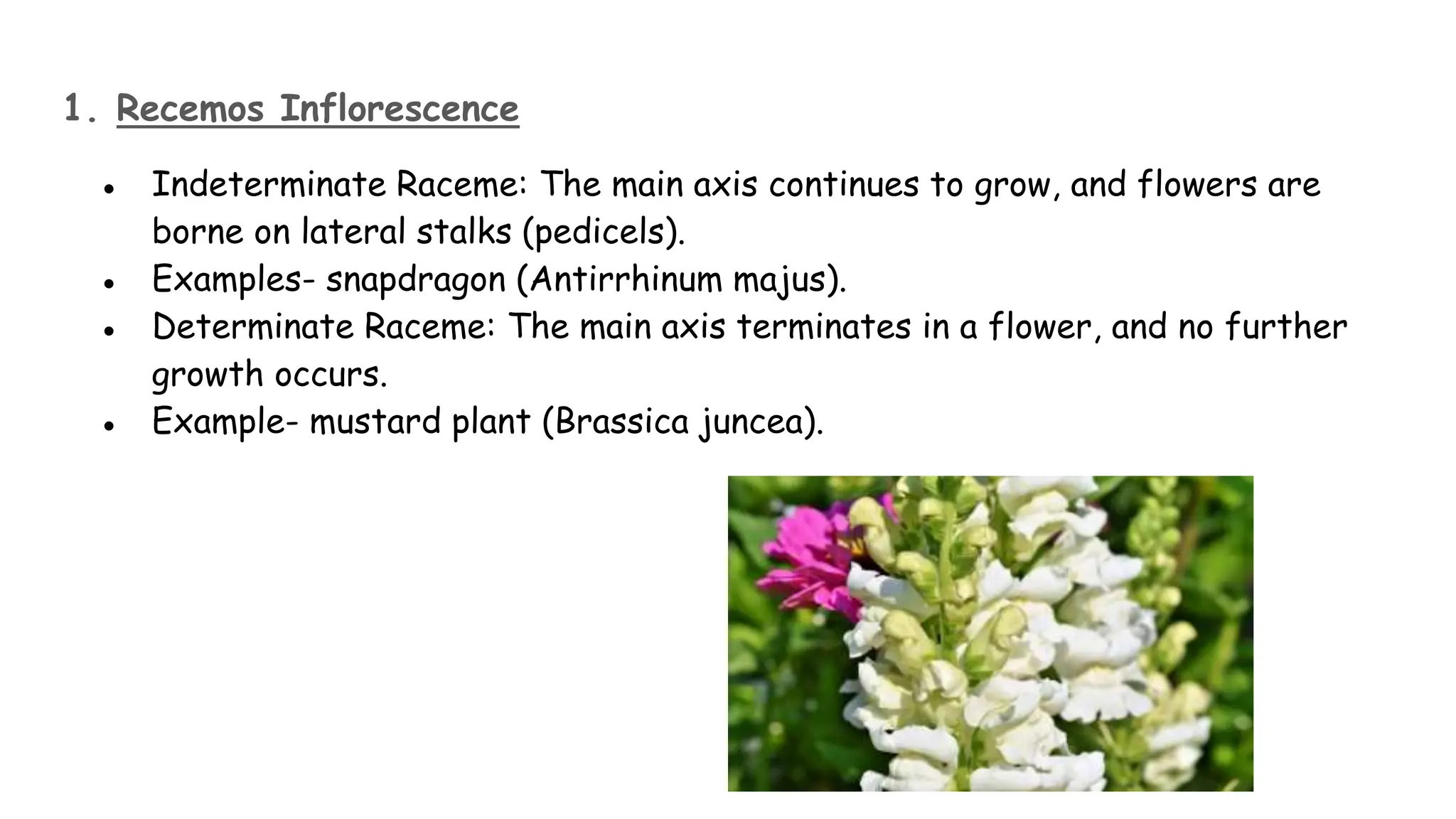 Different types of inflorescence in angiosperms | PPTX