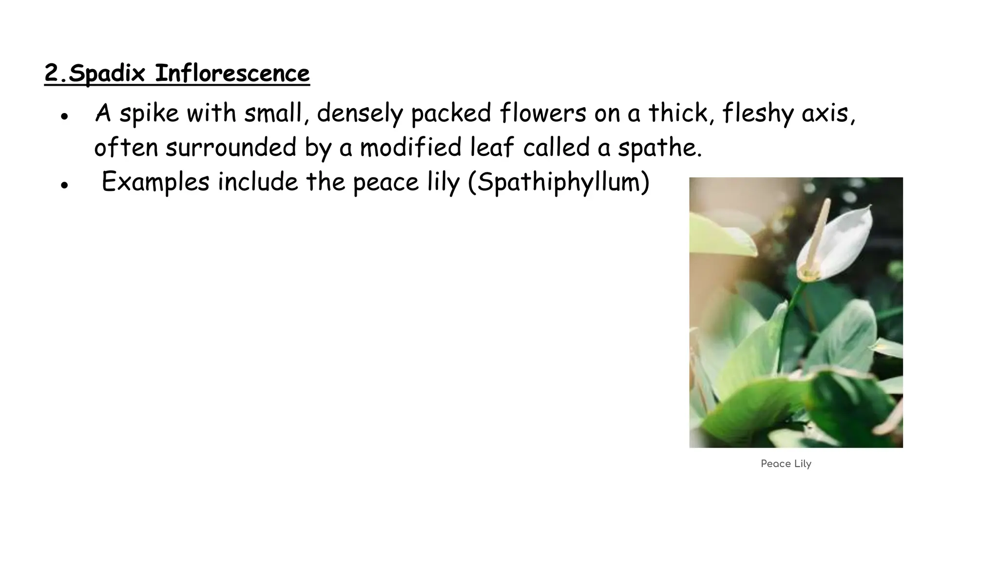 Different types of inflorescence in angiosperms | PPTX