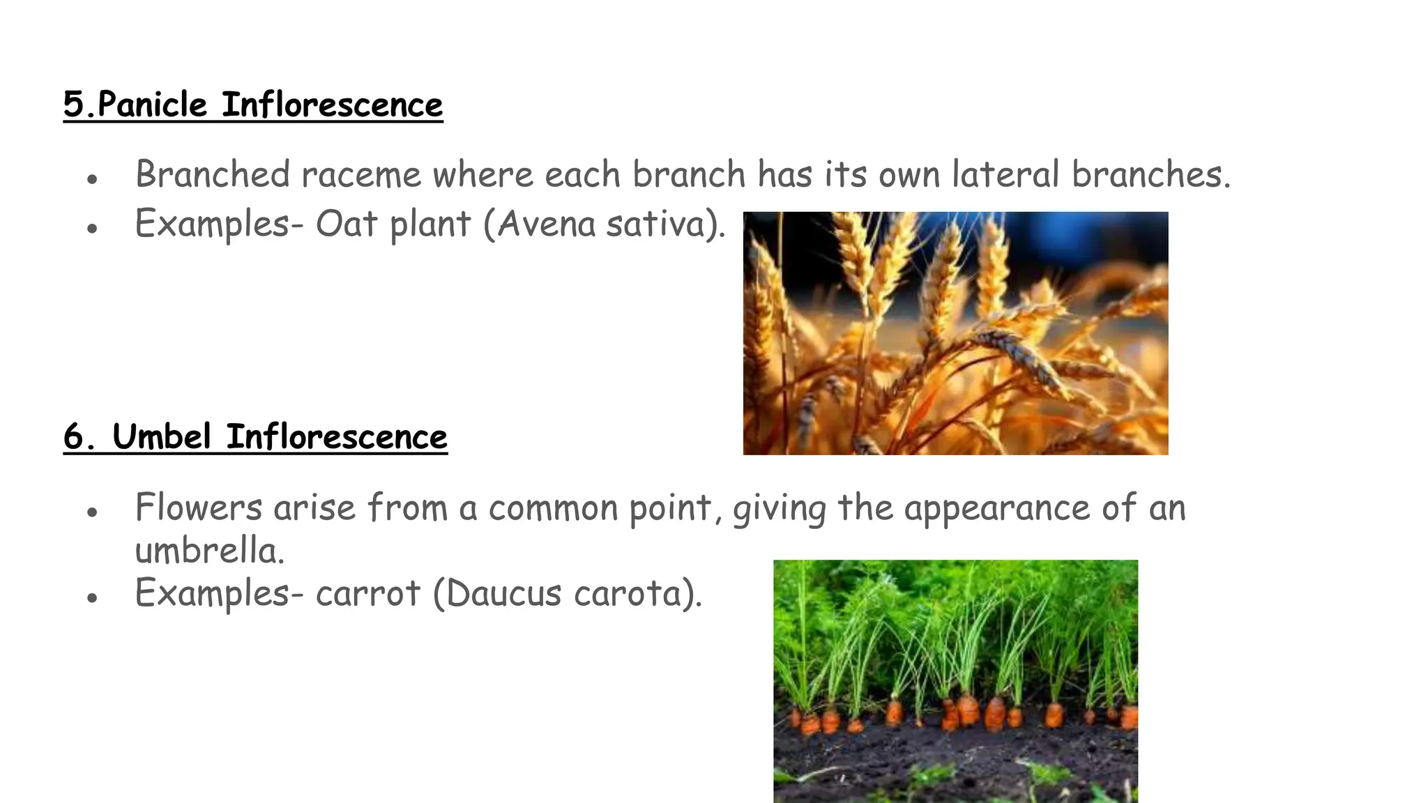 Different types of inflorescence in angiosperms | PPT