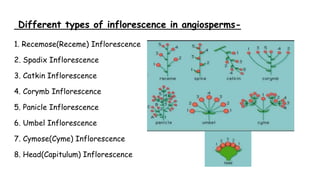 Different types of inflorescence in angiosperms | PPT