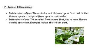 Different types of inflorescence in angiosperms | PPT