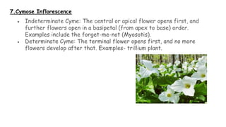 Different types of inflorescence in angiosperms | PPT