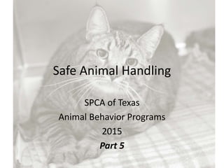 SPCA of Texas Animal Handling 5 | PPT