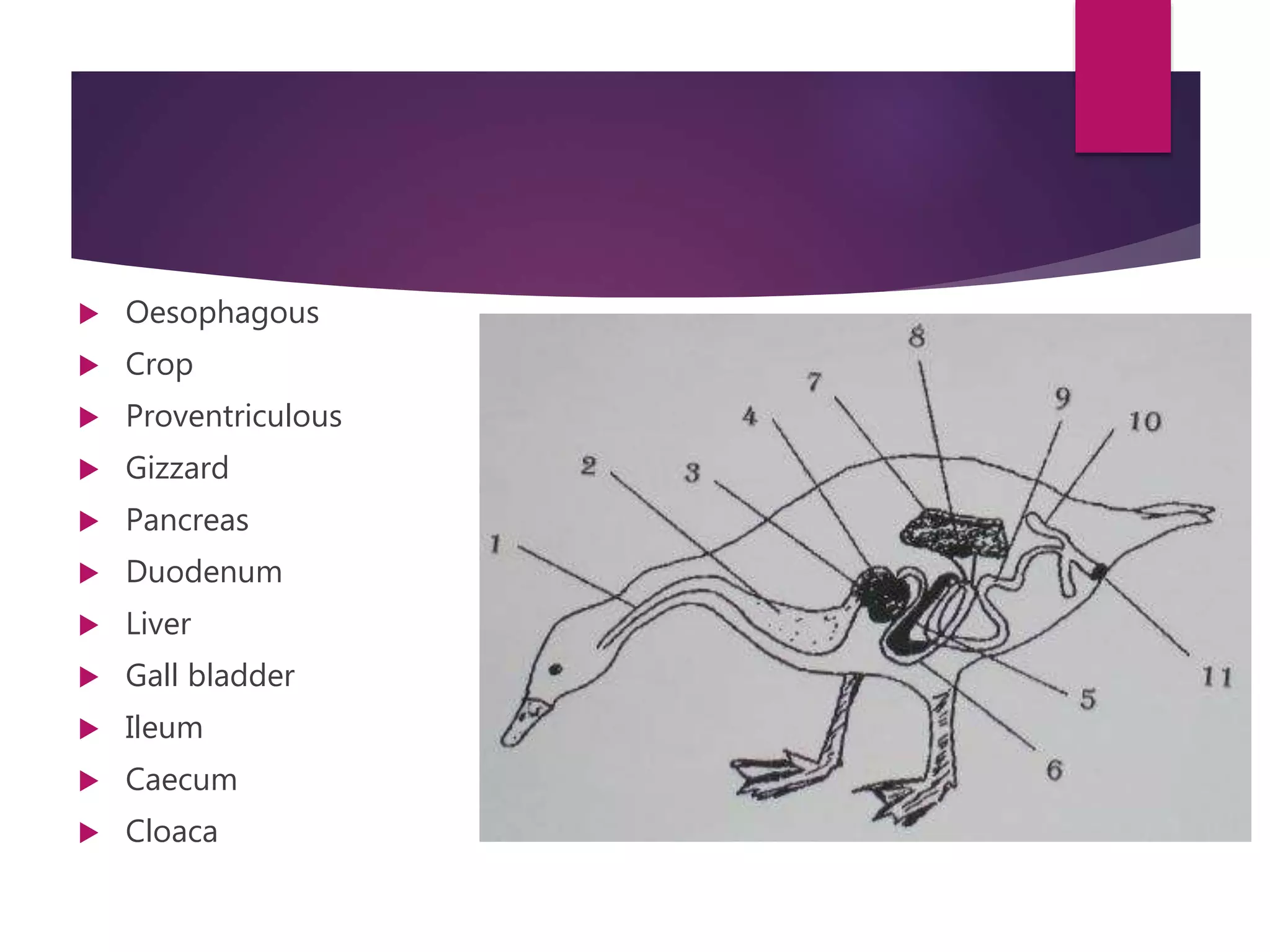 Duck Digestive System | PPTX