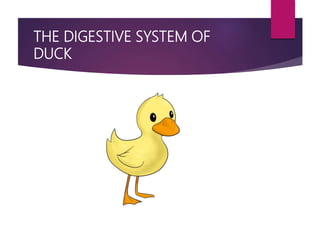 Duck Digestive System | PPTX