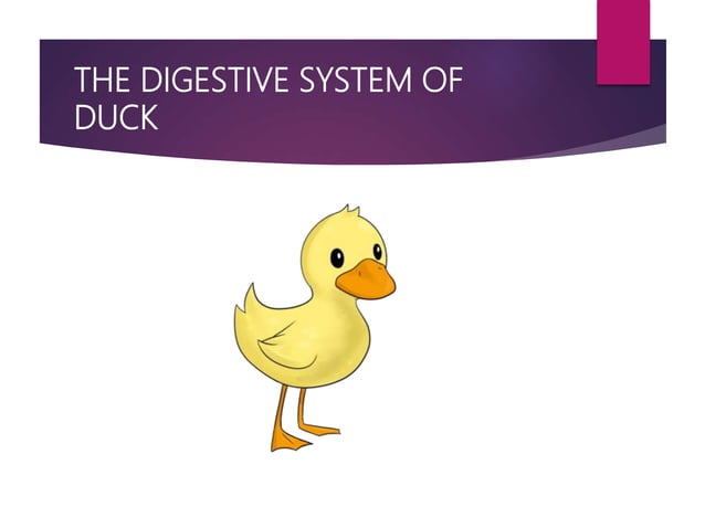 Duck Digestive System | PPTX