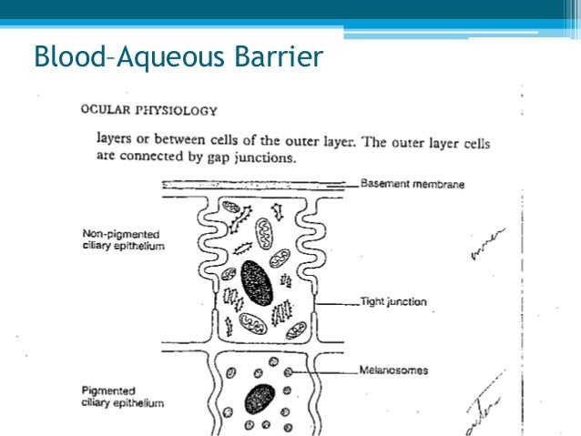 Aqueous humor dynamics