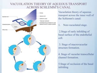 Aqueous Humour Dynamics | PPTX