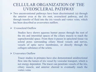 Aqueous Humour Dynamics | PPTX