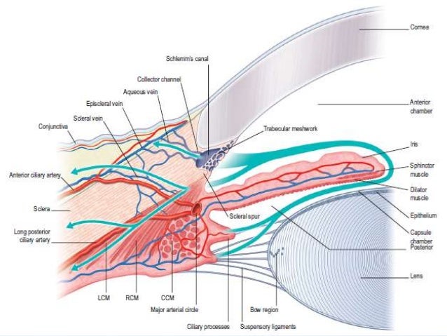 Aqueous Humour Dynamics
