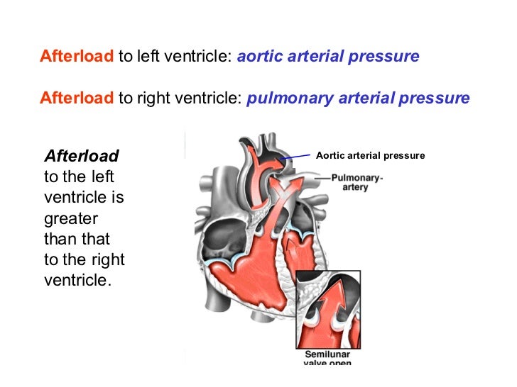 A heart physiology