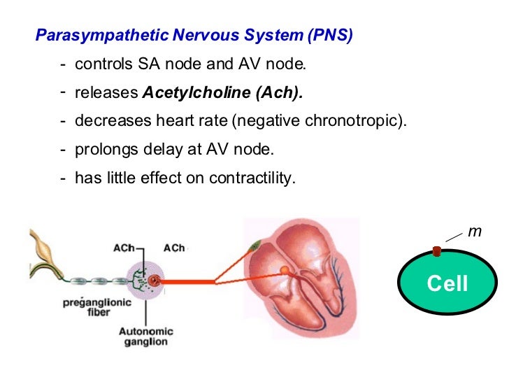 A heart physiology