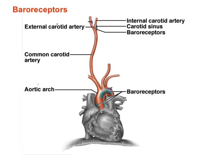 A heart physiology