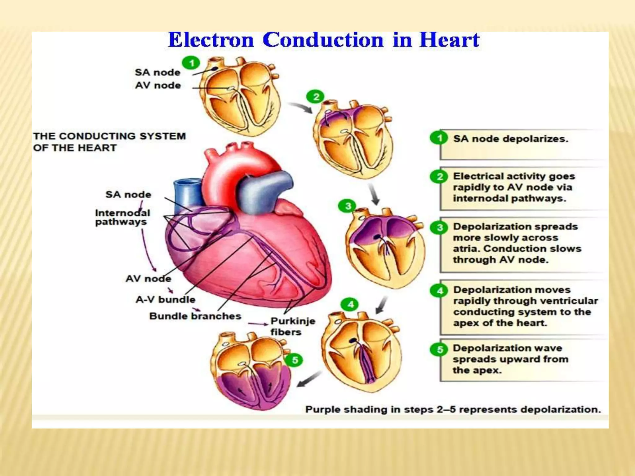 A) hemodynamics cardiotonics | PPT