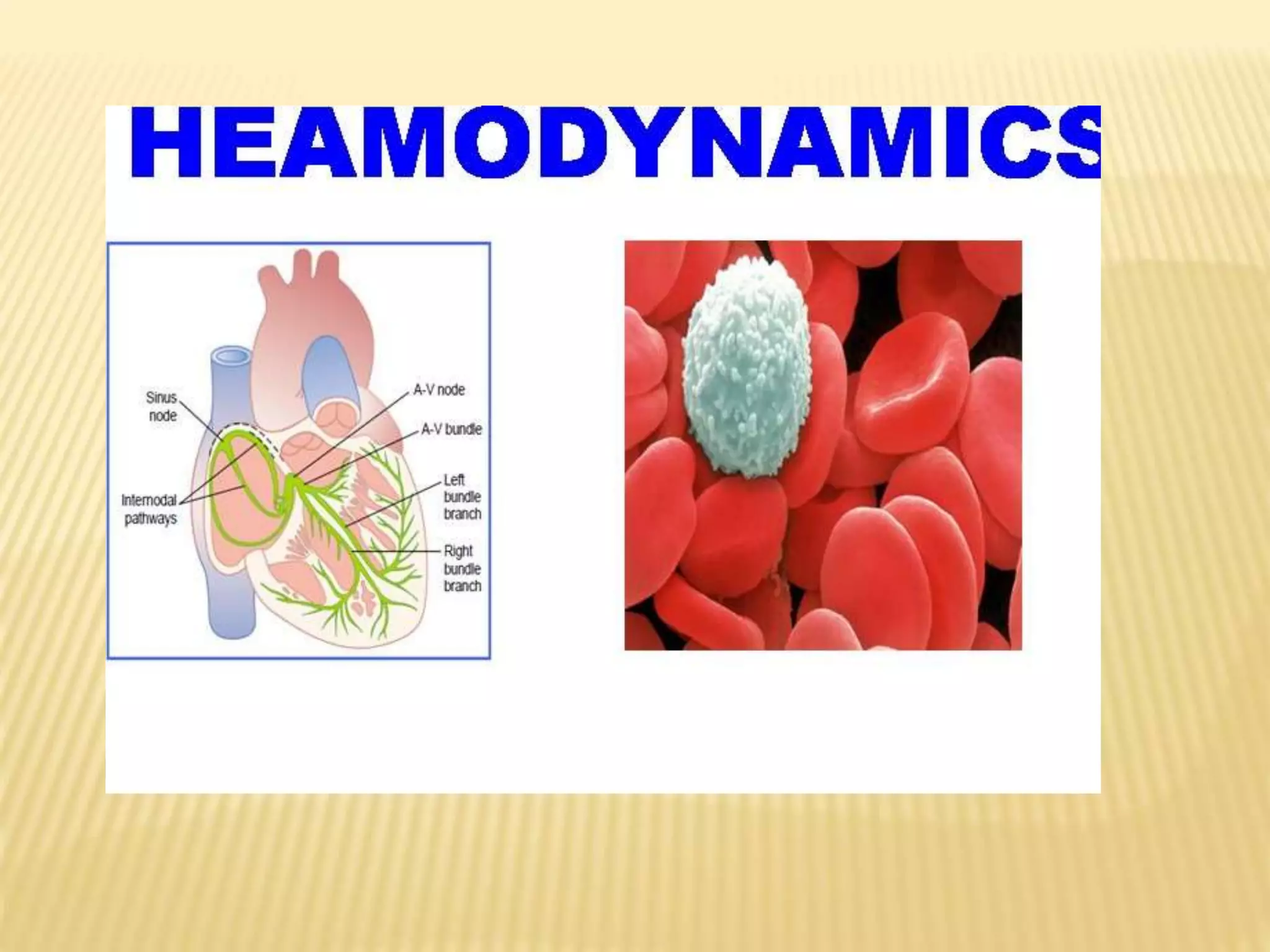 A) hemodynamics cardiotonics | PPT
