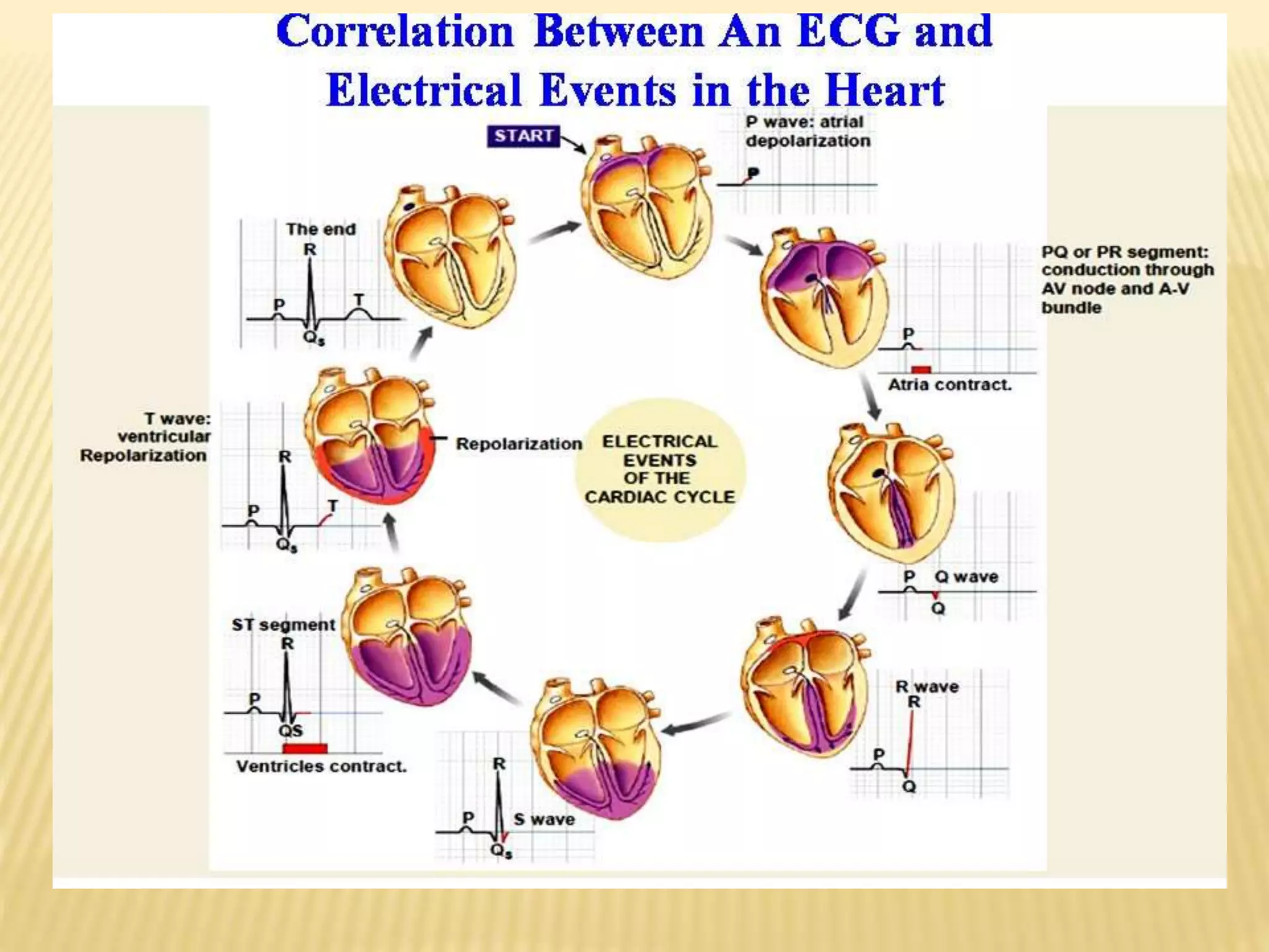 A) hemodynamics cardiotonics | PPT