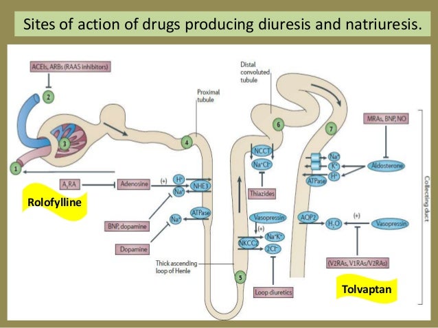 Tolvaptan Mechanism Of Action