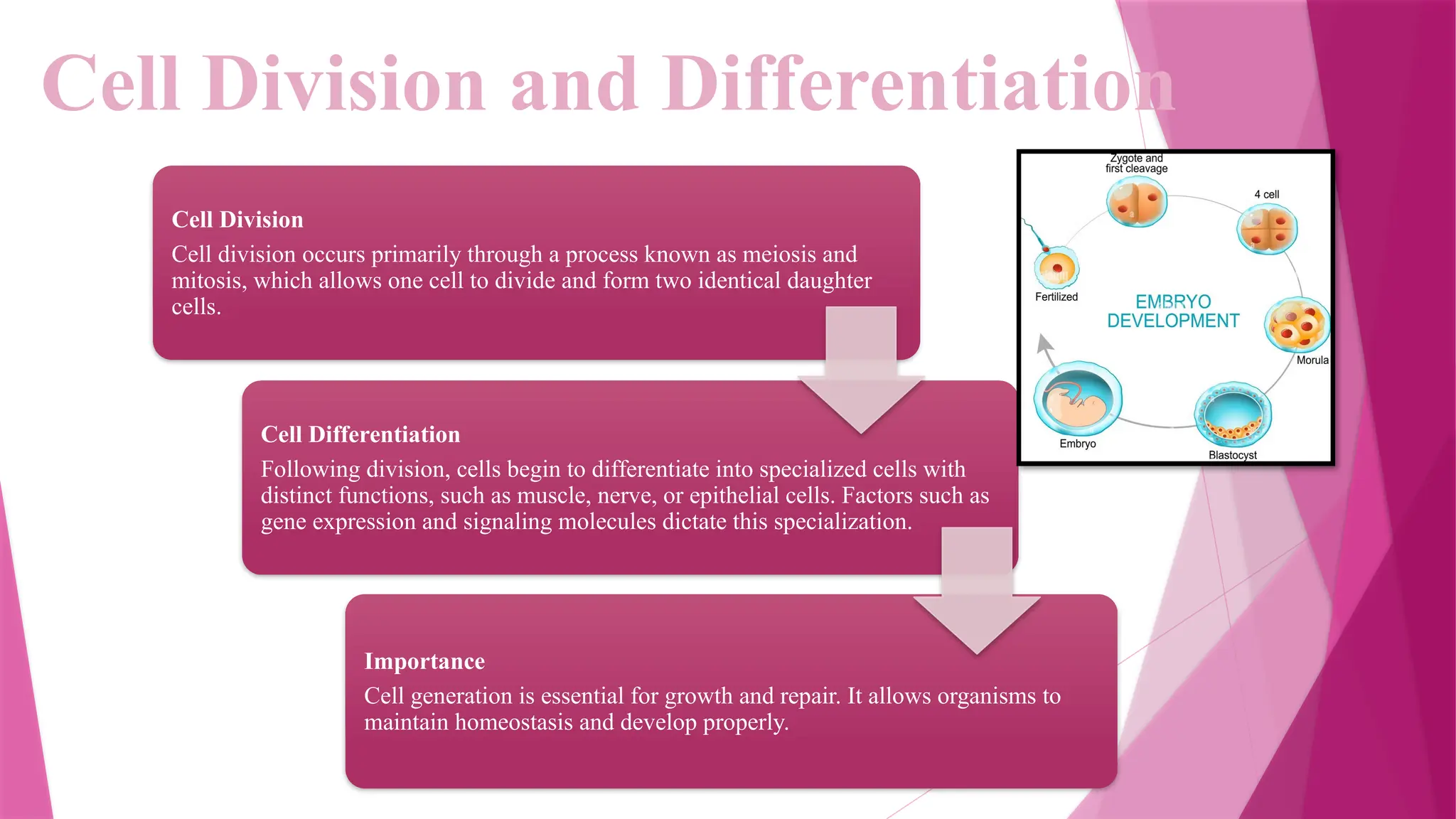 Development generation of cells and organs | PPTX