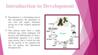 Development generation of cells and organs | PPTX