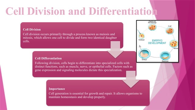 Development generation of cells and organs | PPTX