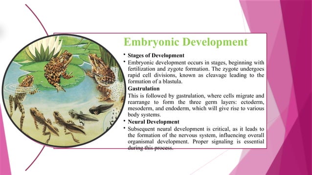 Development generation of cells and organs | PPTX