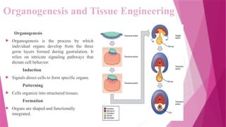 Development generation of cells and organs | PPTX