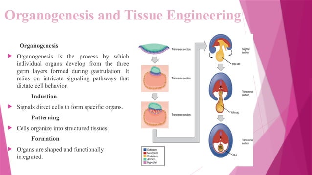 Development generation of cells and organs | PPTX