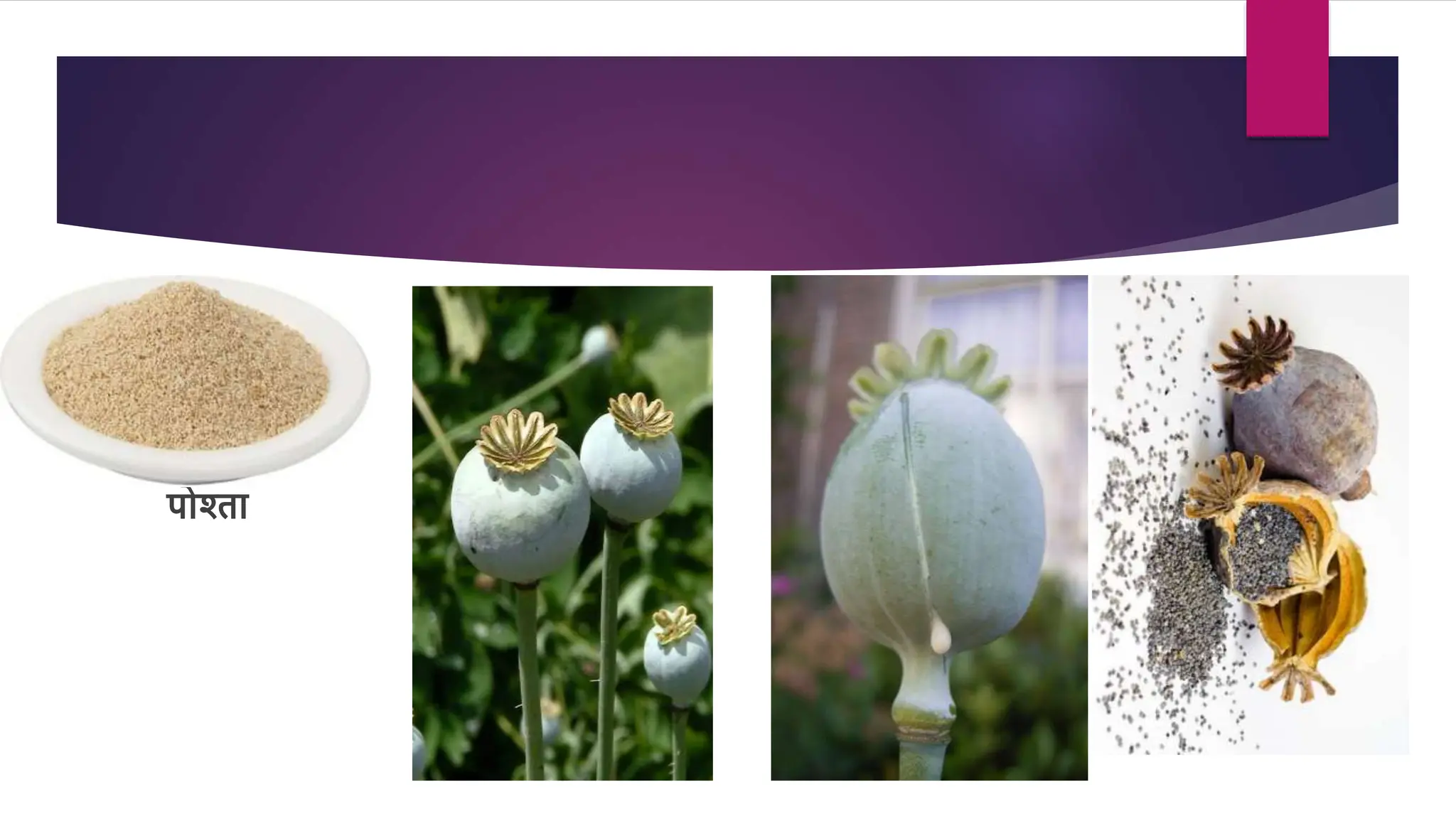 AHIPHENA...DG....BY....SHAHRUKH SHAH.pptx