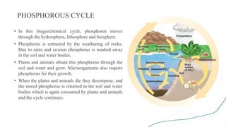 A historical Sketch of Biogeochemical Cycle | PPTX