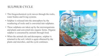 A historical Sketch of Biogeochemical Cycle | PPTX