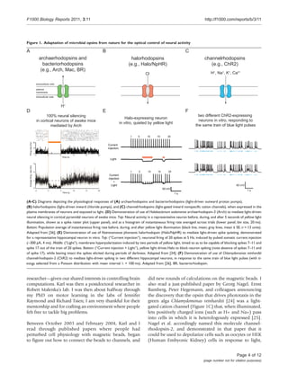 A history of optogenetics the development of tools for controlling ...