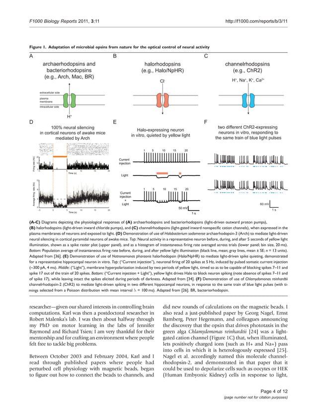 A history of optogenetics the development of tools for controlling ...