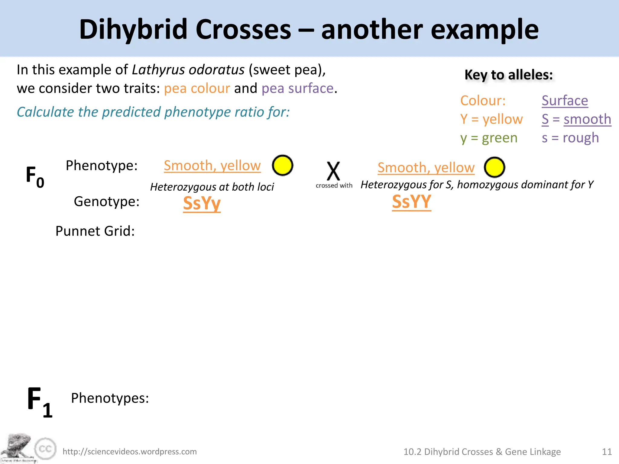 IB Biology AHL Inheritance Part 1- dihybrid crosses.pptx