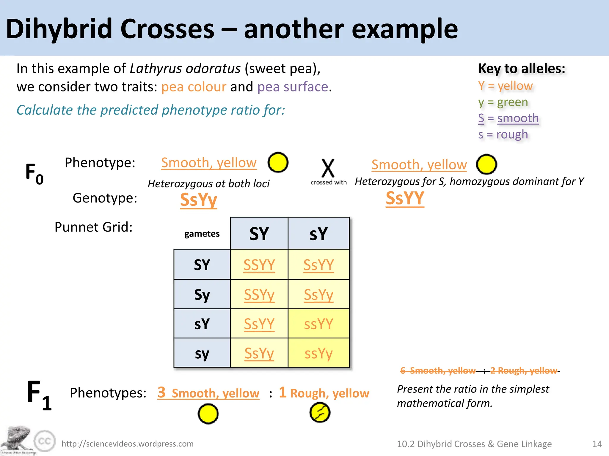 IB Biology AHL Inheritance Part 1- dihybrid crosses.pptx
