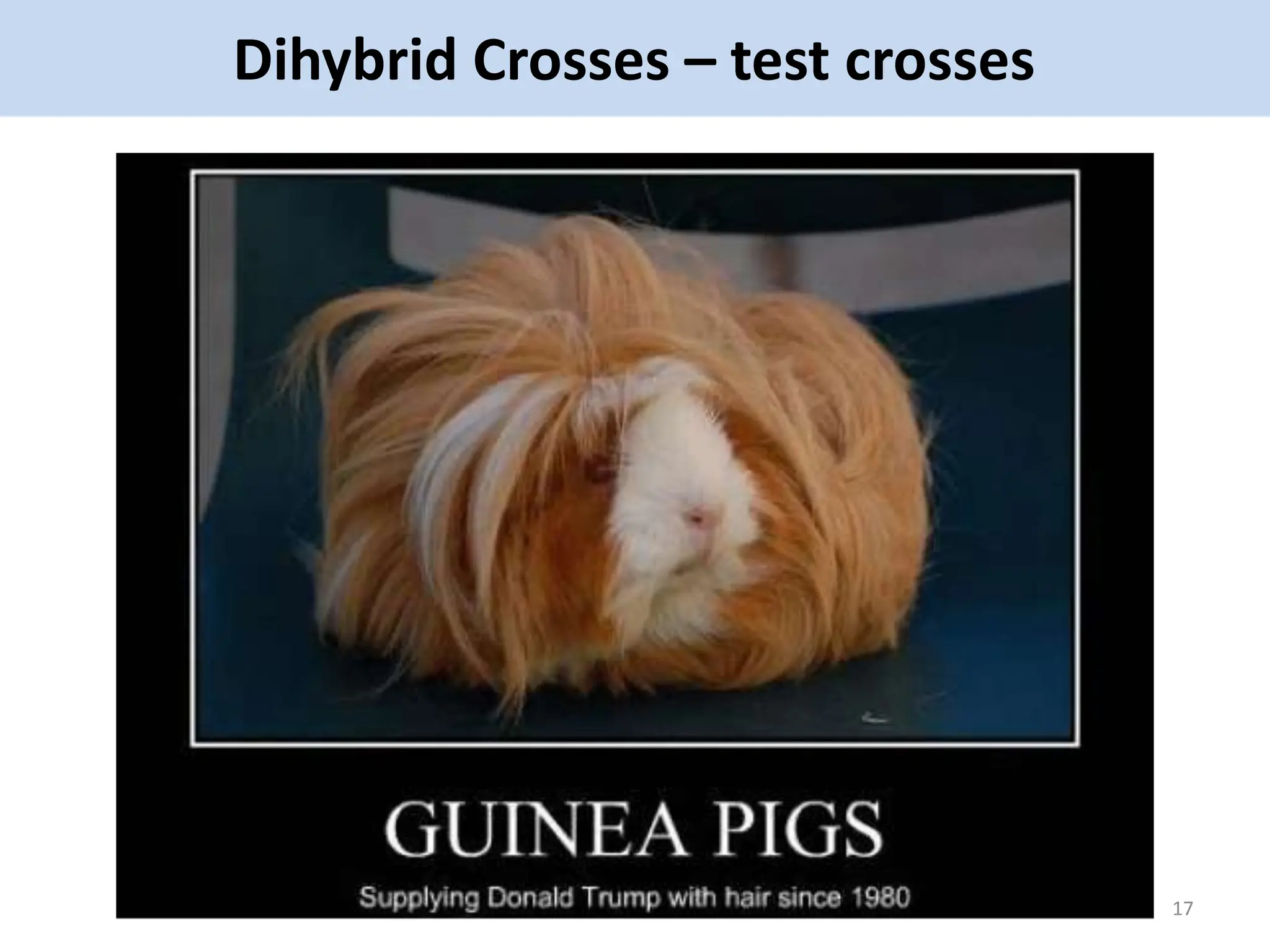 IB Biology AHL Inheritance Part 1- dihybrid crosses.pptx