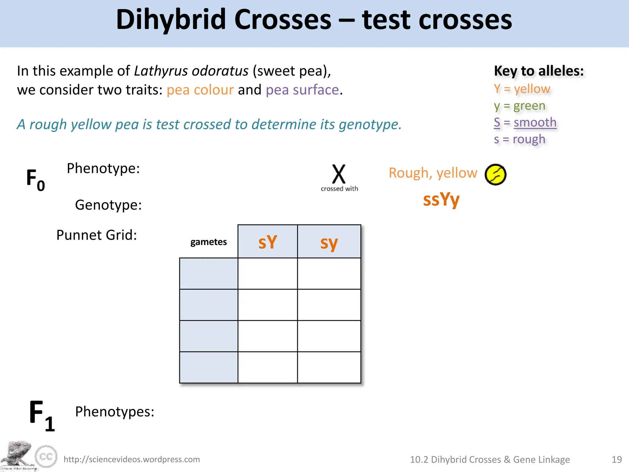 IB Biology AHL Inheritance Part 1- dihybrid crosses.pptx