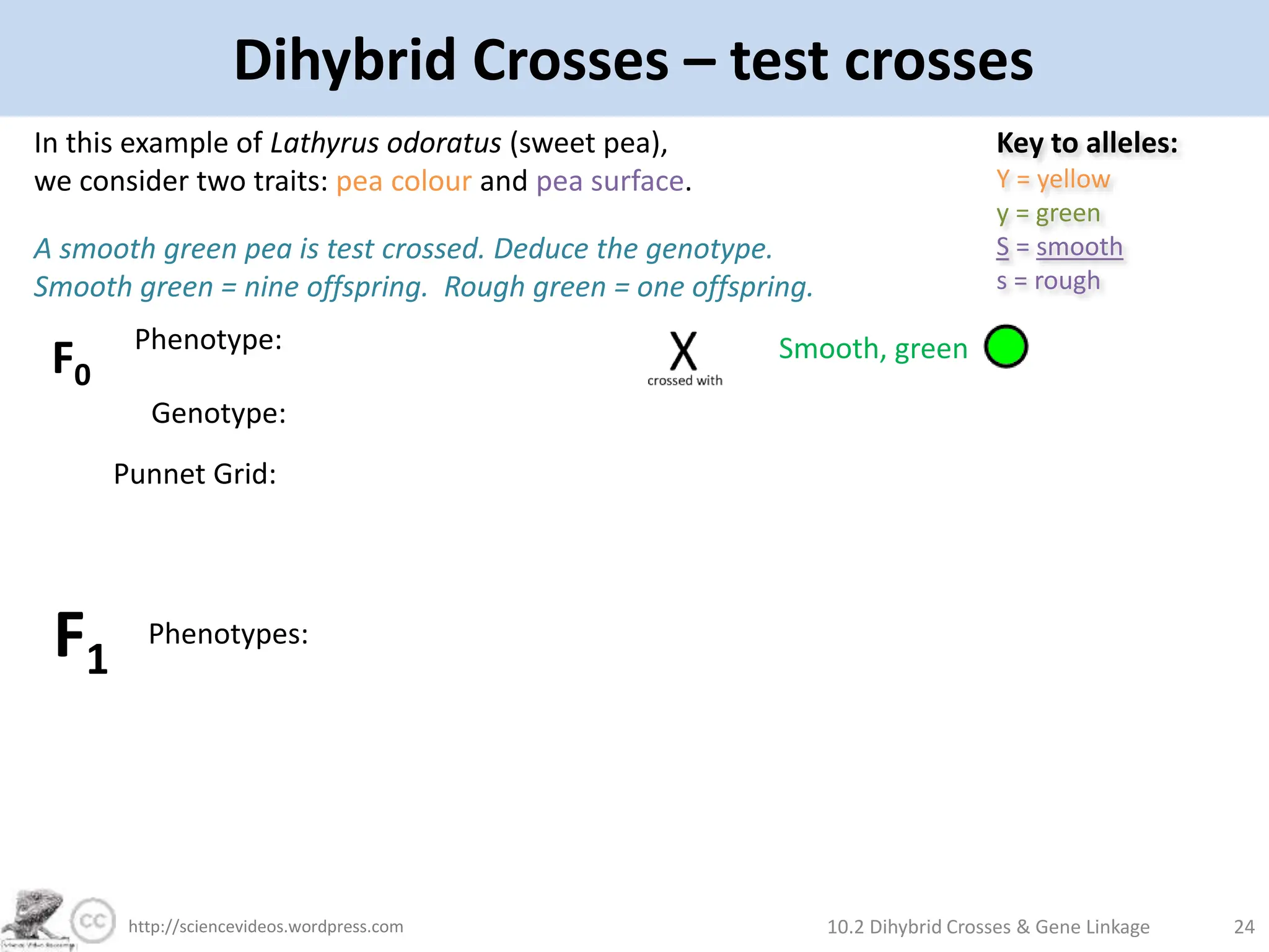 IB Biology AHL Inheritance Part 1- dihybrid crosses.pptx