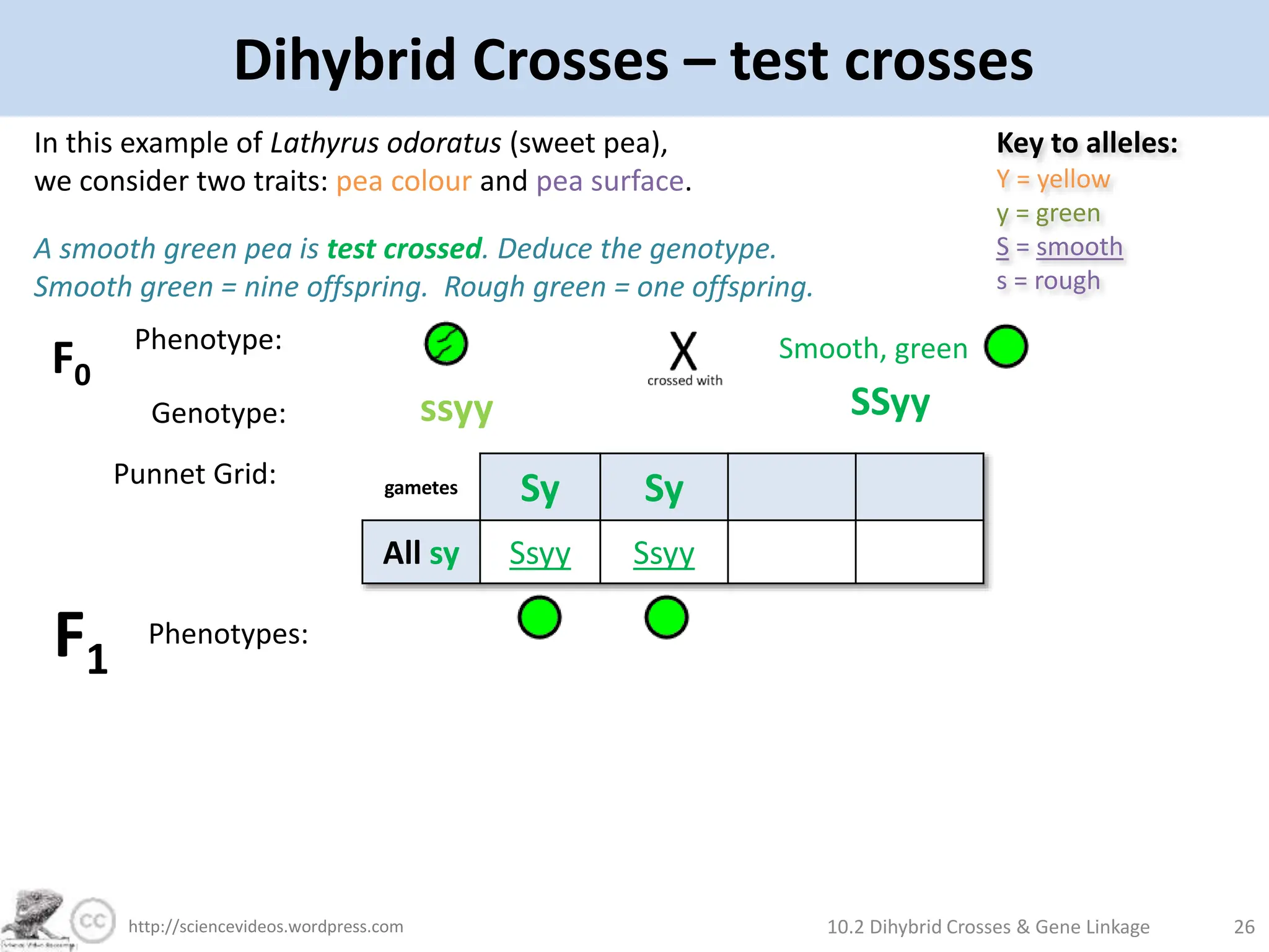IB Biology AHL Inheritance Part 1- dihybrid crosses.pptx