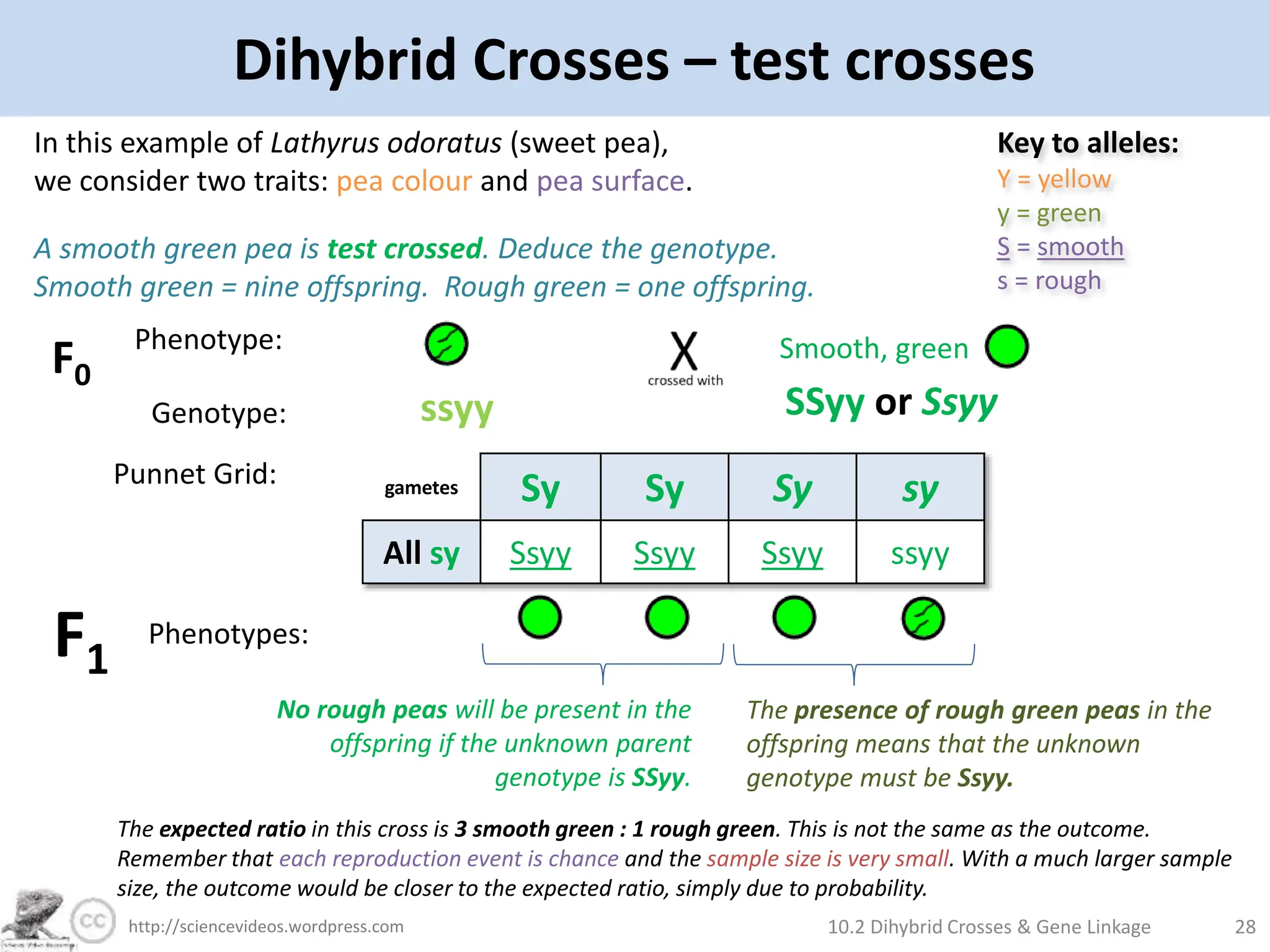 IB Biology AHL Inheritance Part 1- dihybrid crosses.pptx
