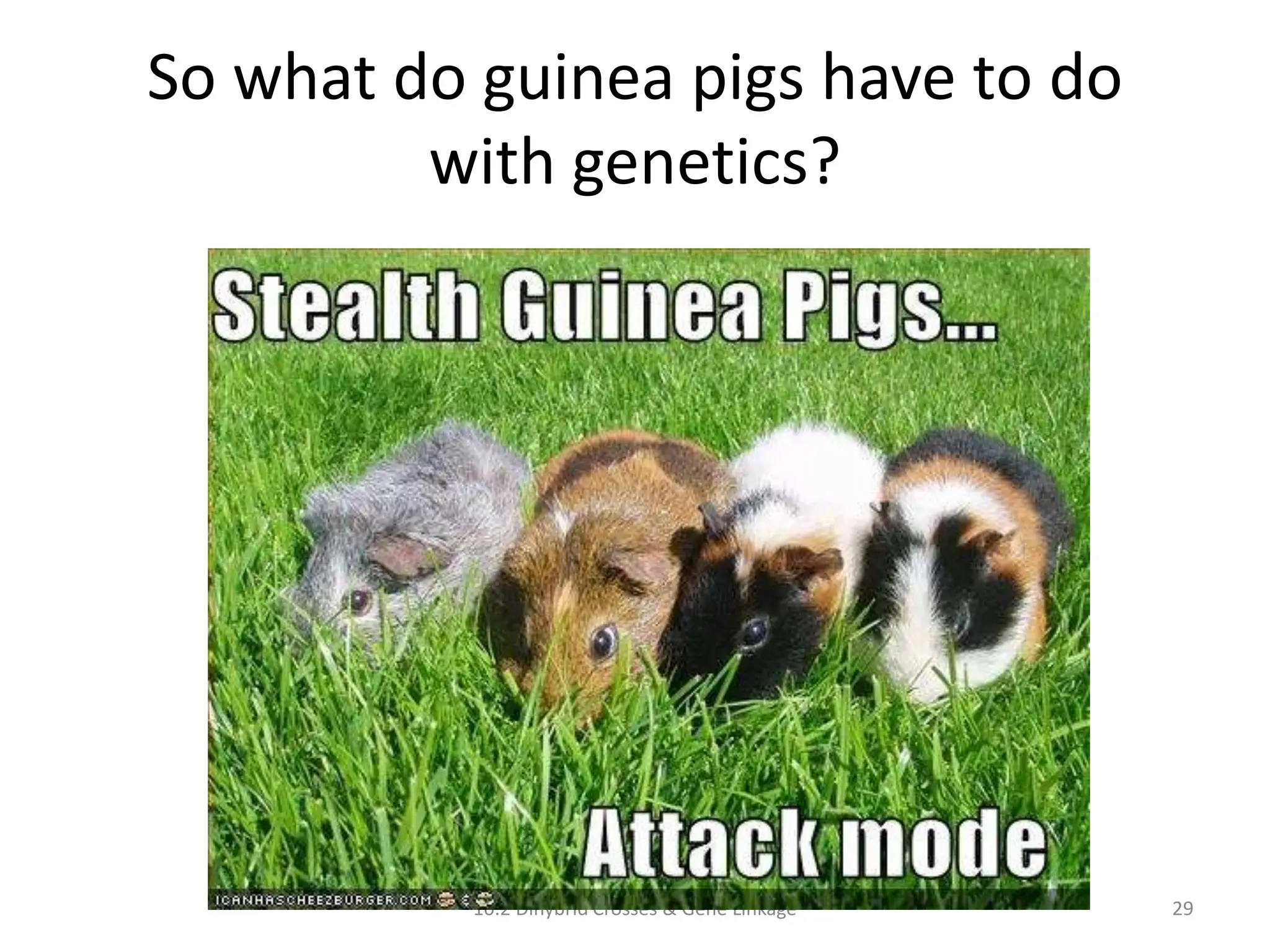 IB Biology AHL Inheritance Part 1- dihybrid crosses.pptx