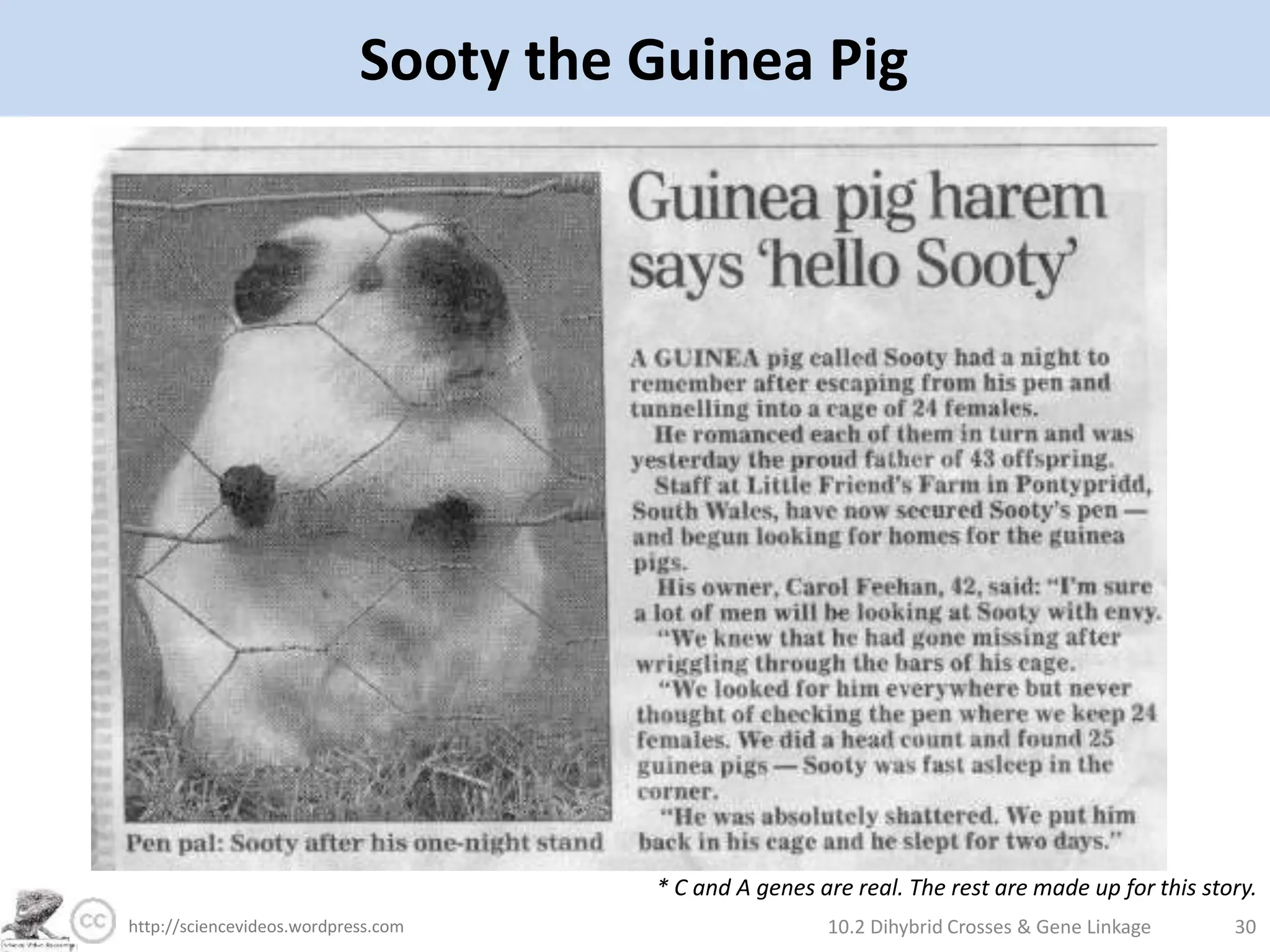 IB Biology AHL Inheritance Part 1- dihybrid crosses.pptx