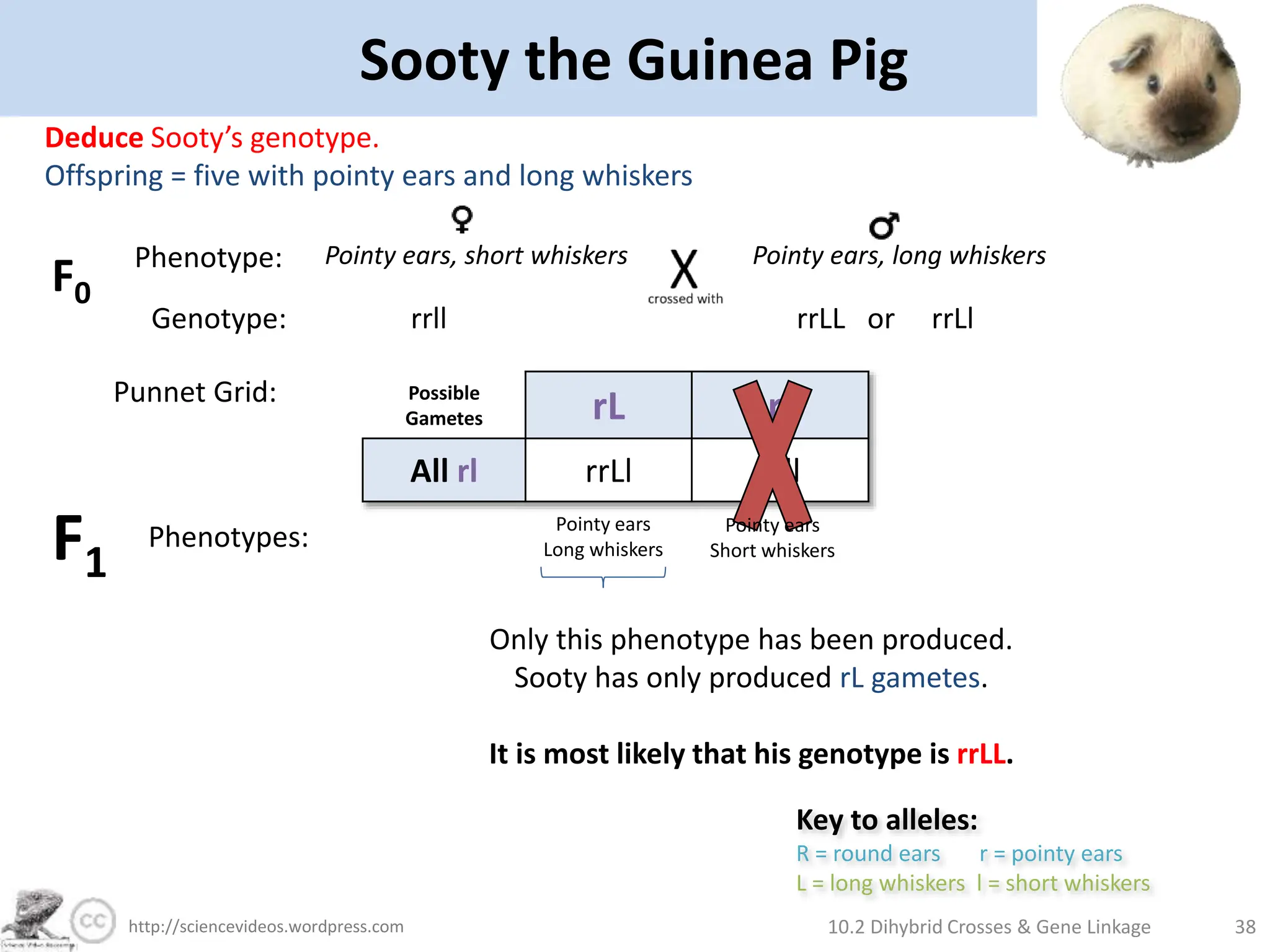 IB Biology AHL Inheritance Part 1- dihybrid crosses.pptx